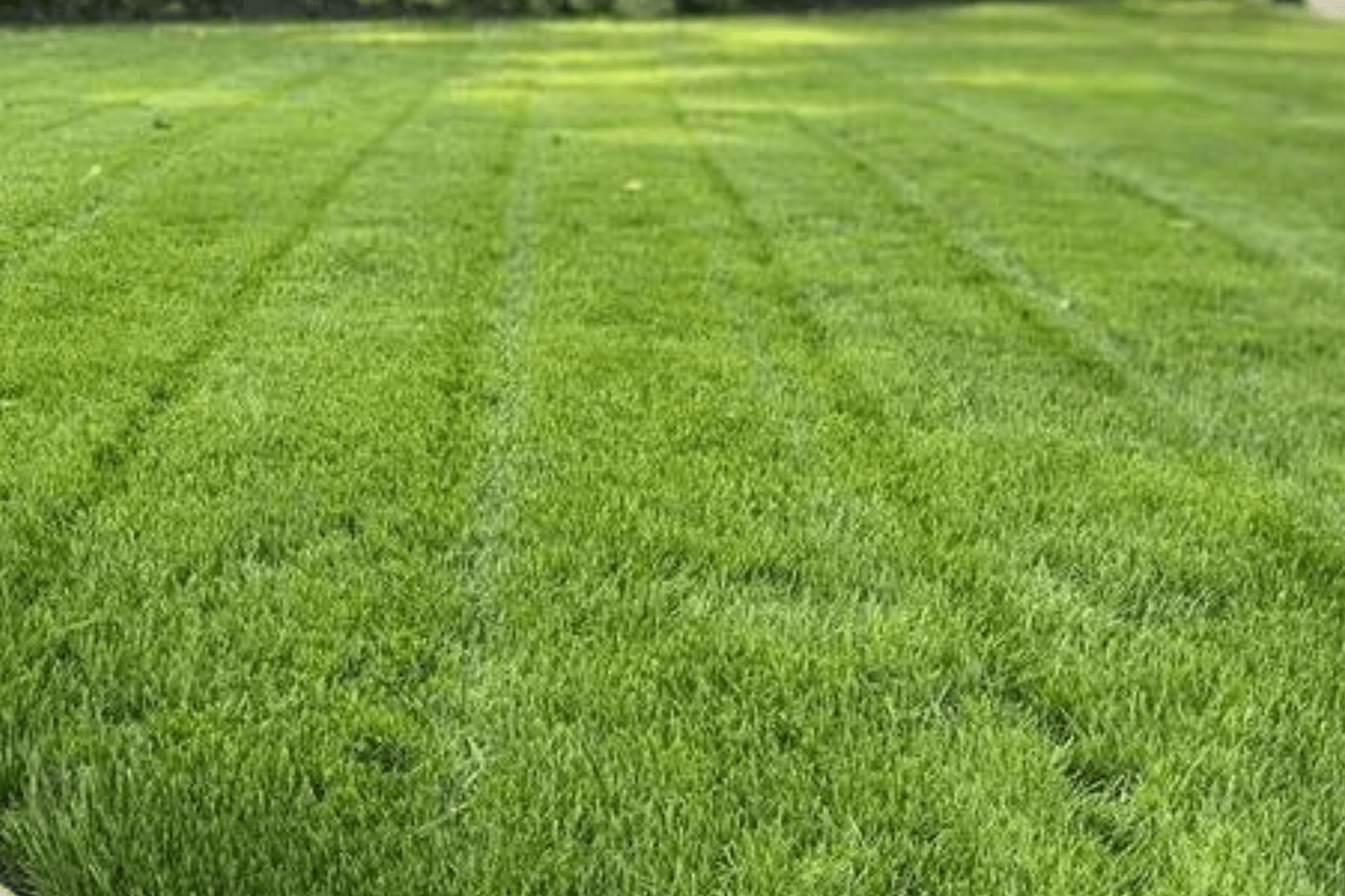 Fescue Vs St Augustine Grass