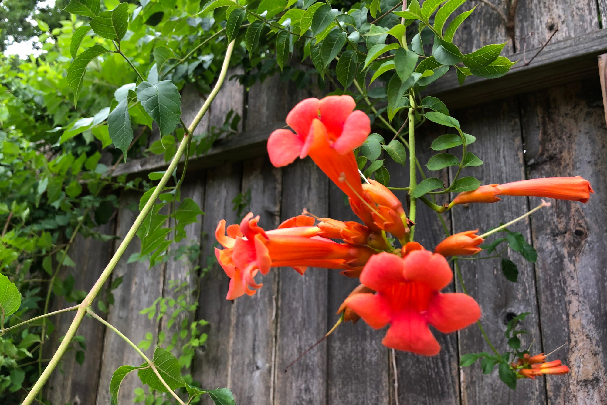 Trumpet Vine Not Blooming